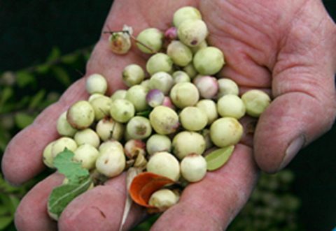 Mirto bianco di Sardegna - Pacini - Tesori Sardi